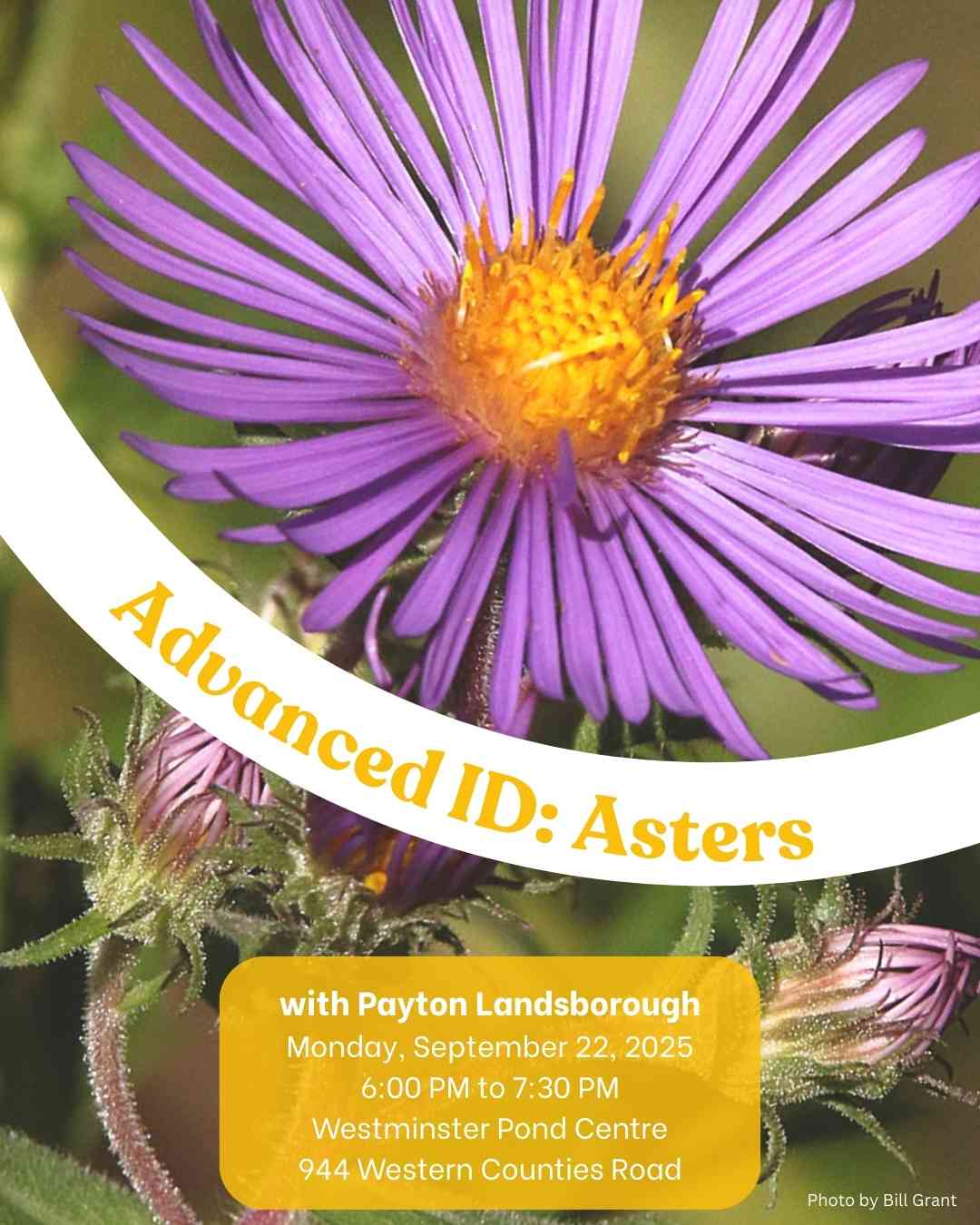 Volunteer Training: Aster ID (advanced) - Thames Talbot Land Trust