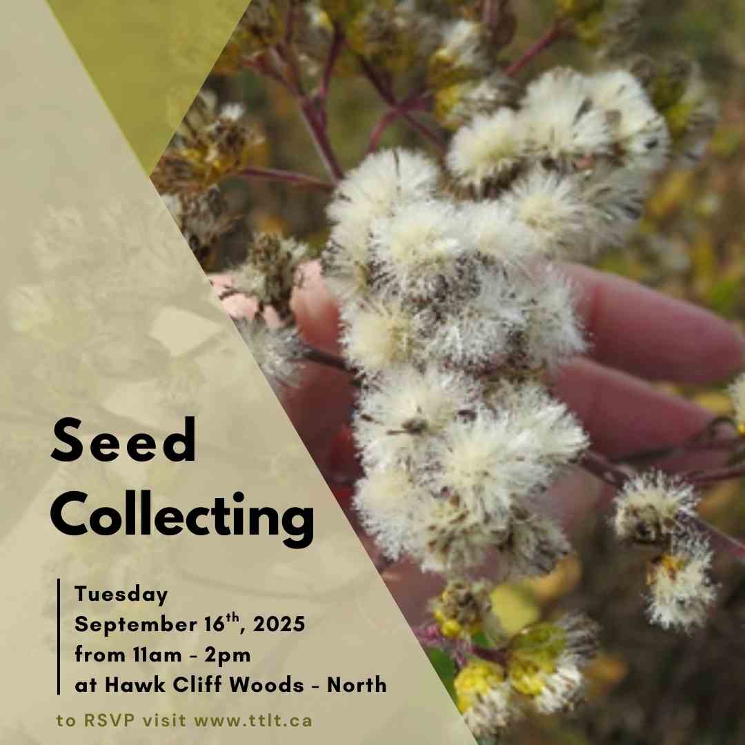 Volunteer Opportunity: Seed Collecting at Hawk Cliff Woods - Thames ...