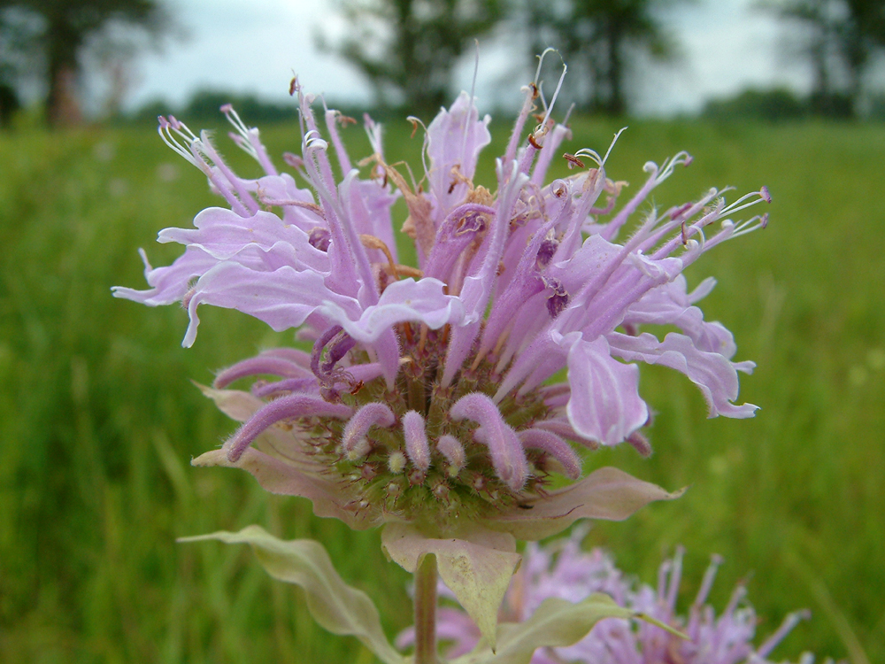 Volunteer Opportunity: Seed Collecting at Hawk Cliff Woods - Thames ...