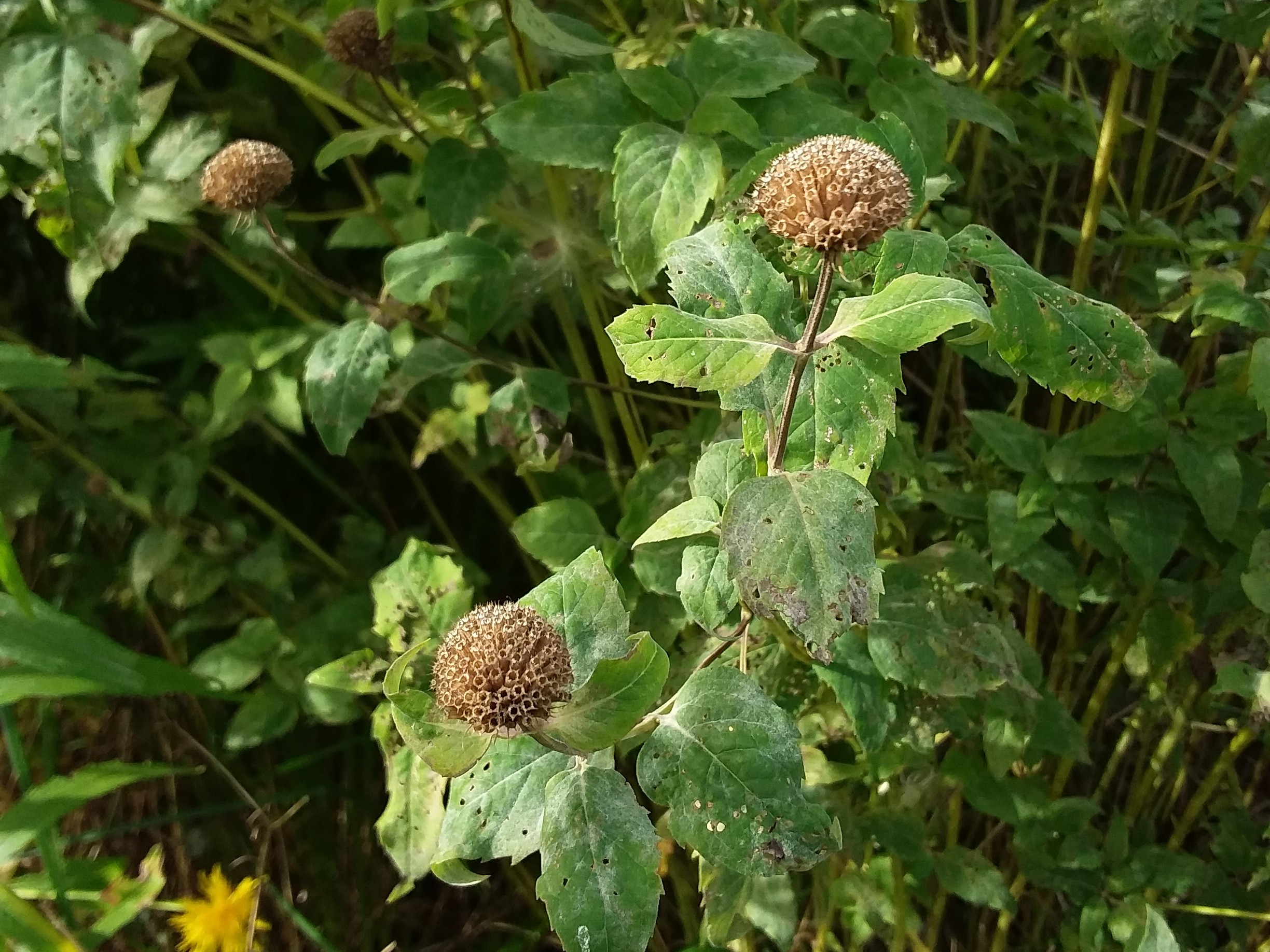 Volunteer Opportunity: Seed Collecting at Wardsville Woods - Thames ...