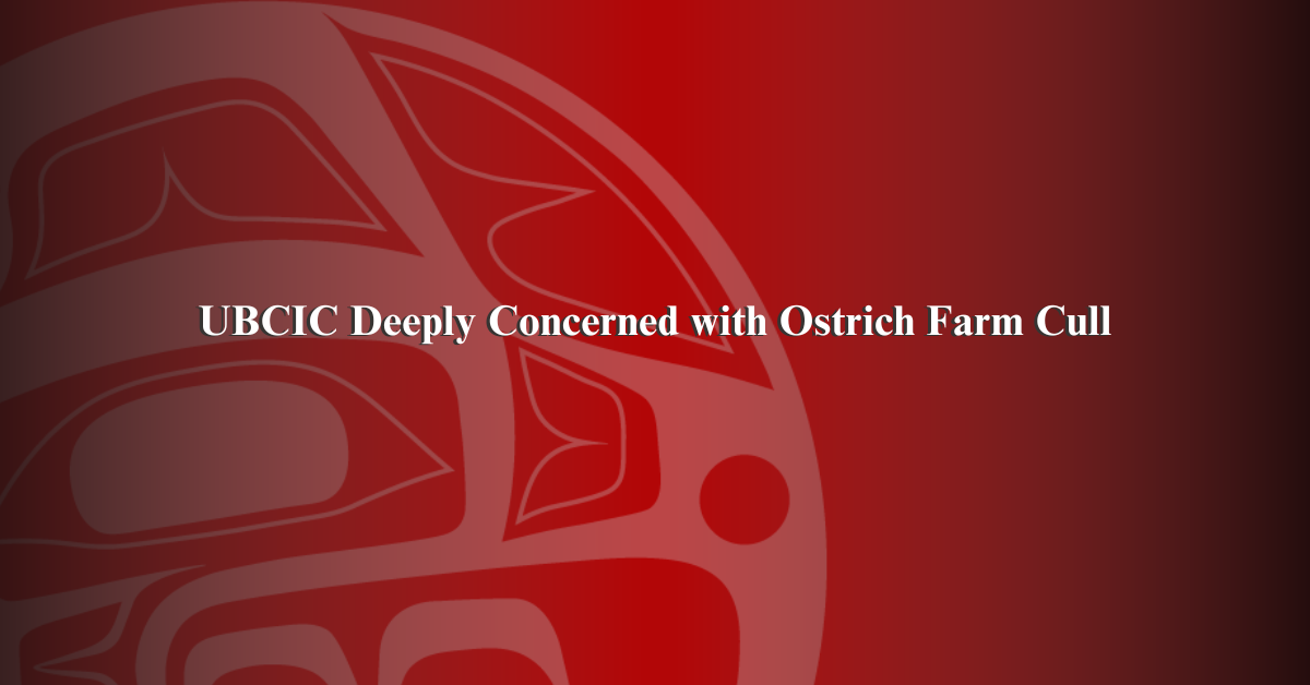 UBCIC Deeply Concerned with Ostrich Farm Cull - UBCIC