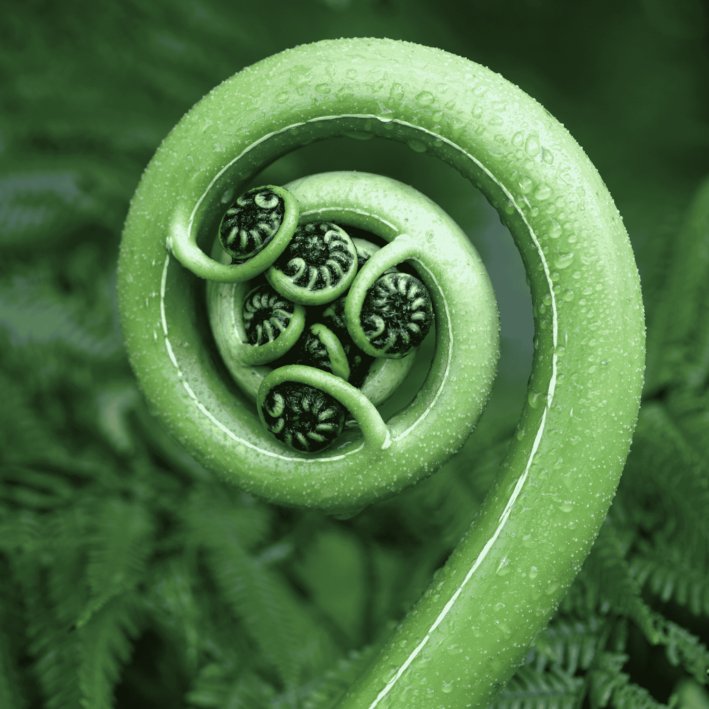 Climate Care Program: Aotearoa New Zealand - by Vets for Climate Action