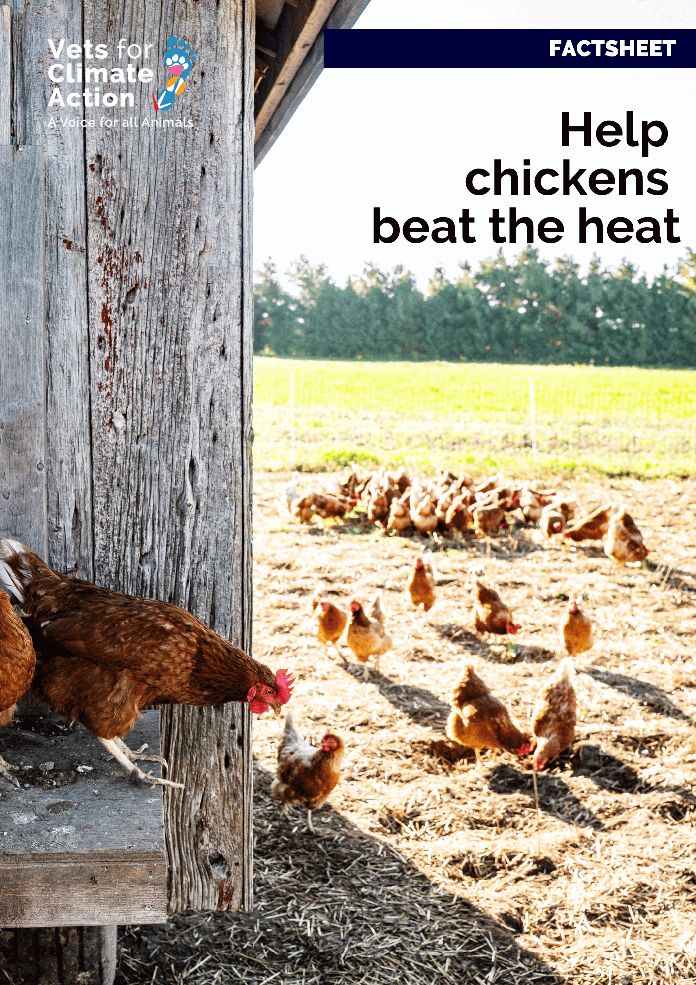 Help Chickens Beat the Heat - Vets for Climate Action
