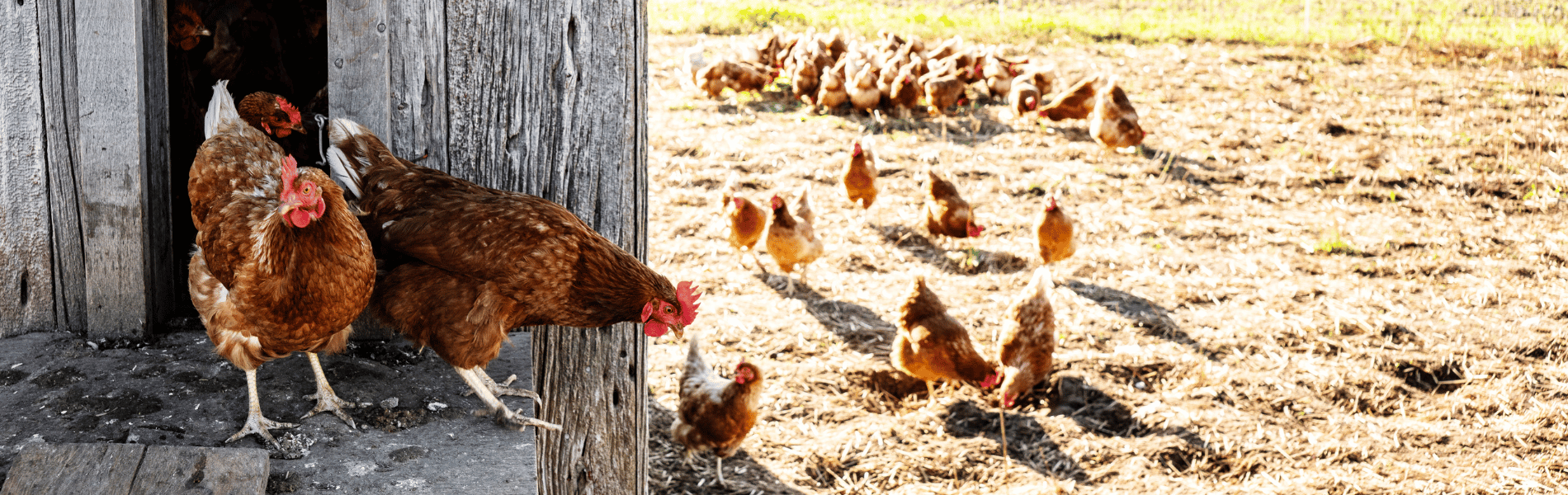 Help Chickens Beat the Heat - Vets for Climate Action