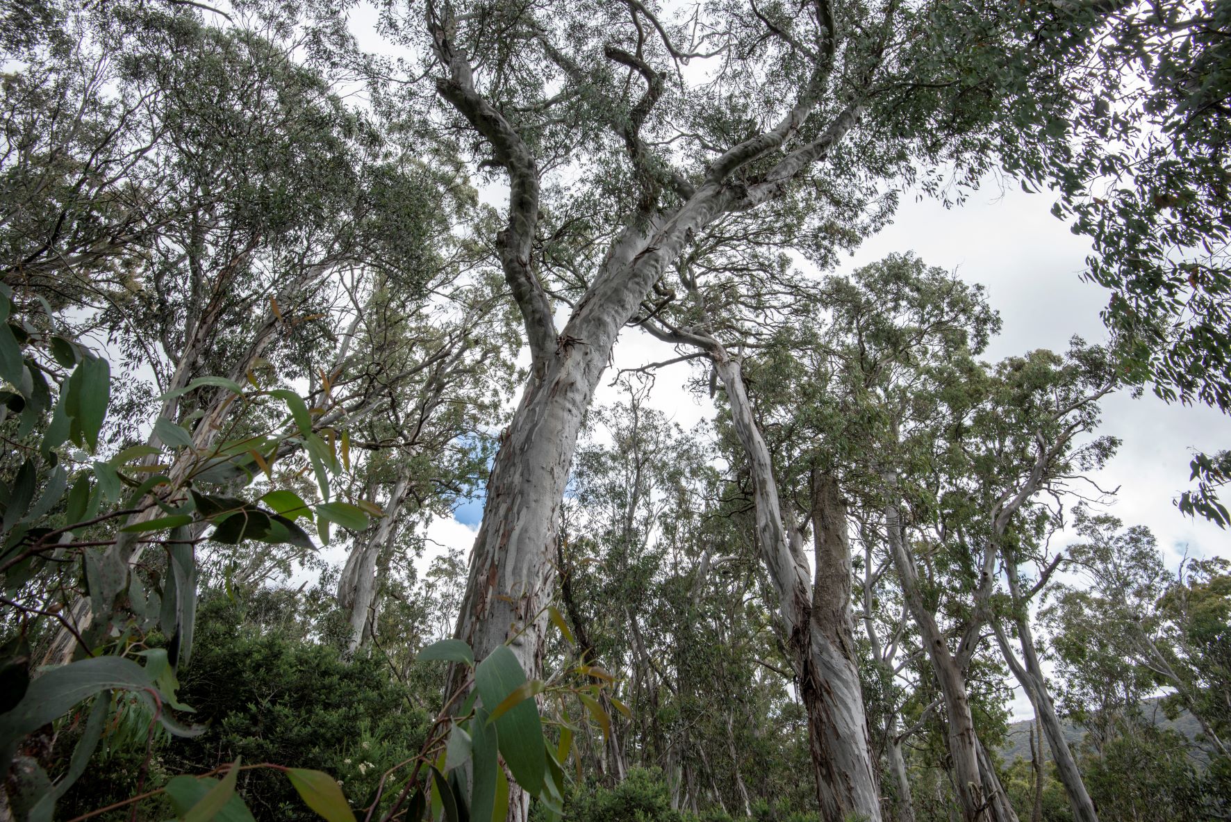 Victorian Forest Alliance