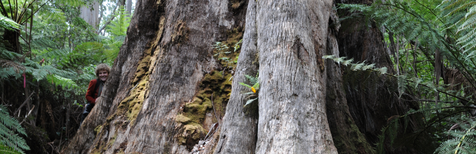 New report shows immediately ending native forest logging could prevent ...