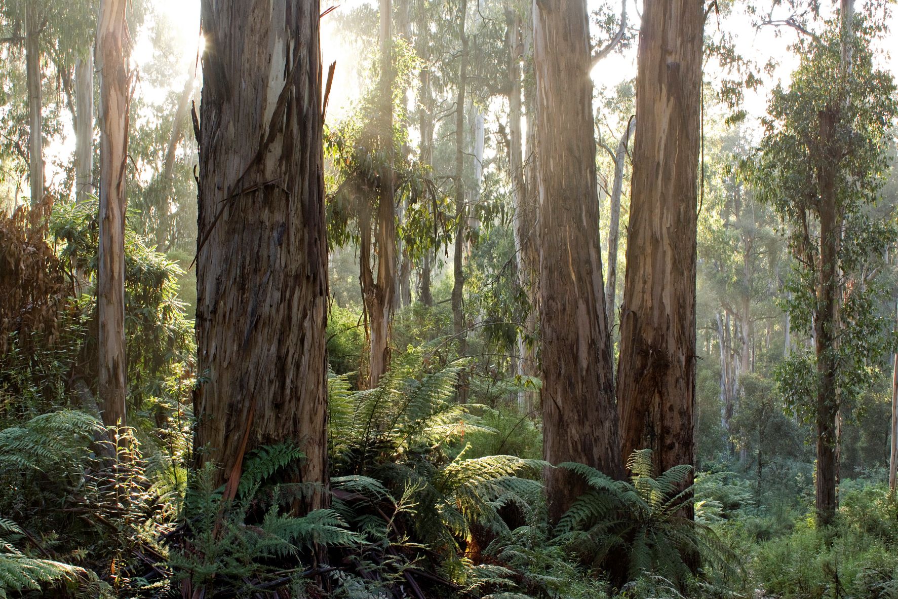 Help make native forest logging an issue