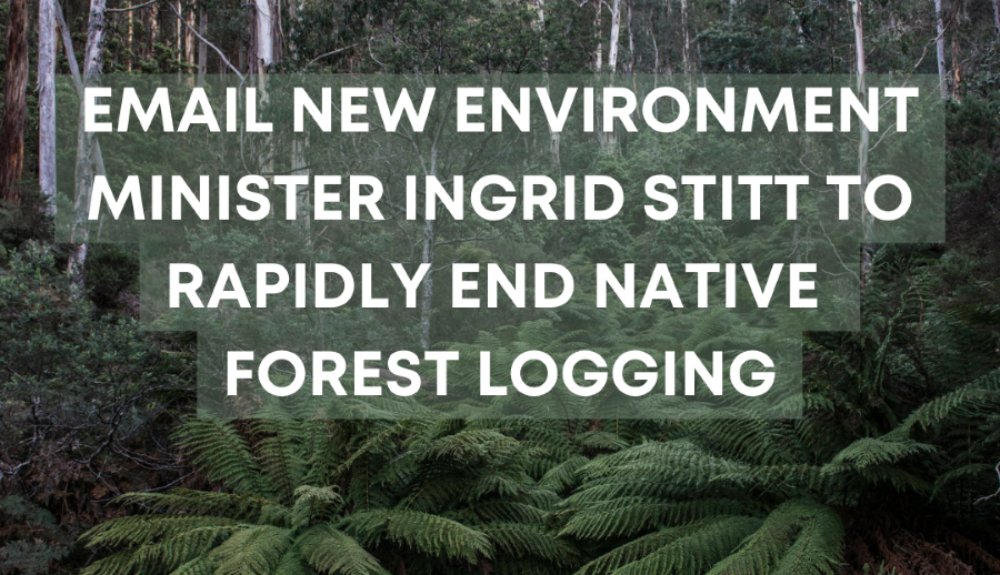 New environment minister Ingrid Stitt must act to protect forests & end ...