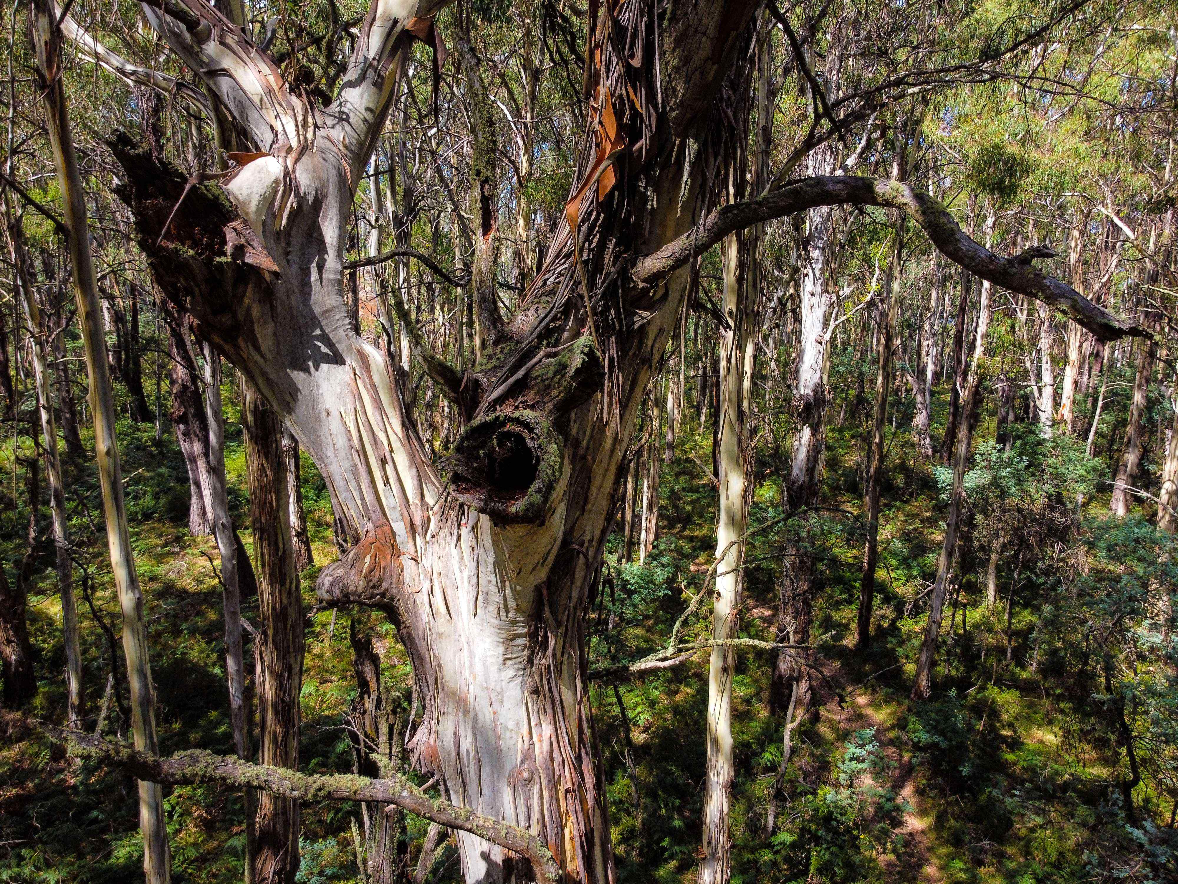Video library - Victorian Forest Alliance