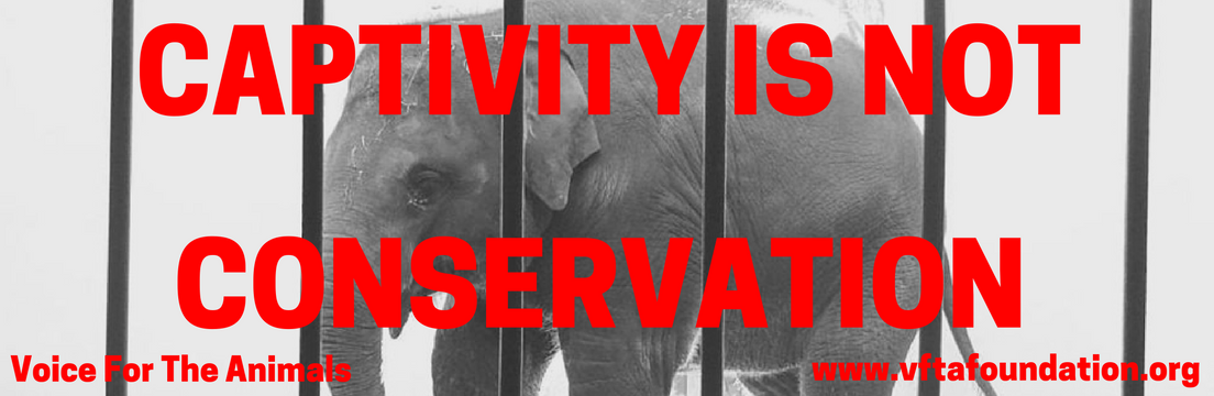 Elephants In Captivity Awareness Campaign - Voice For The Animals ...