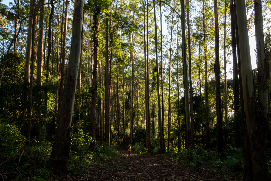 NSW Forests Action Night - The Wilderness Society