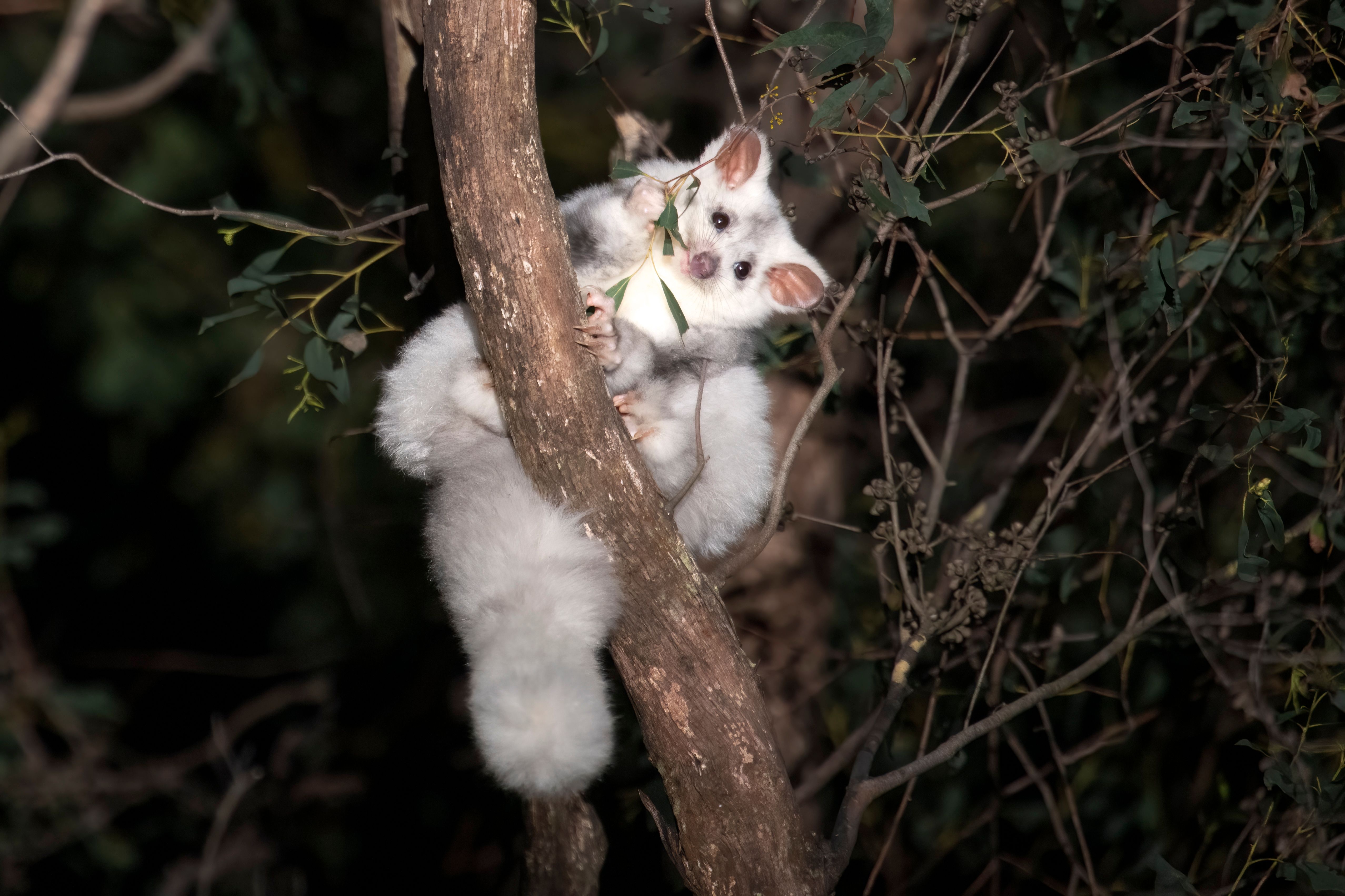 Westside Group Meet Up