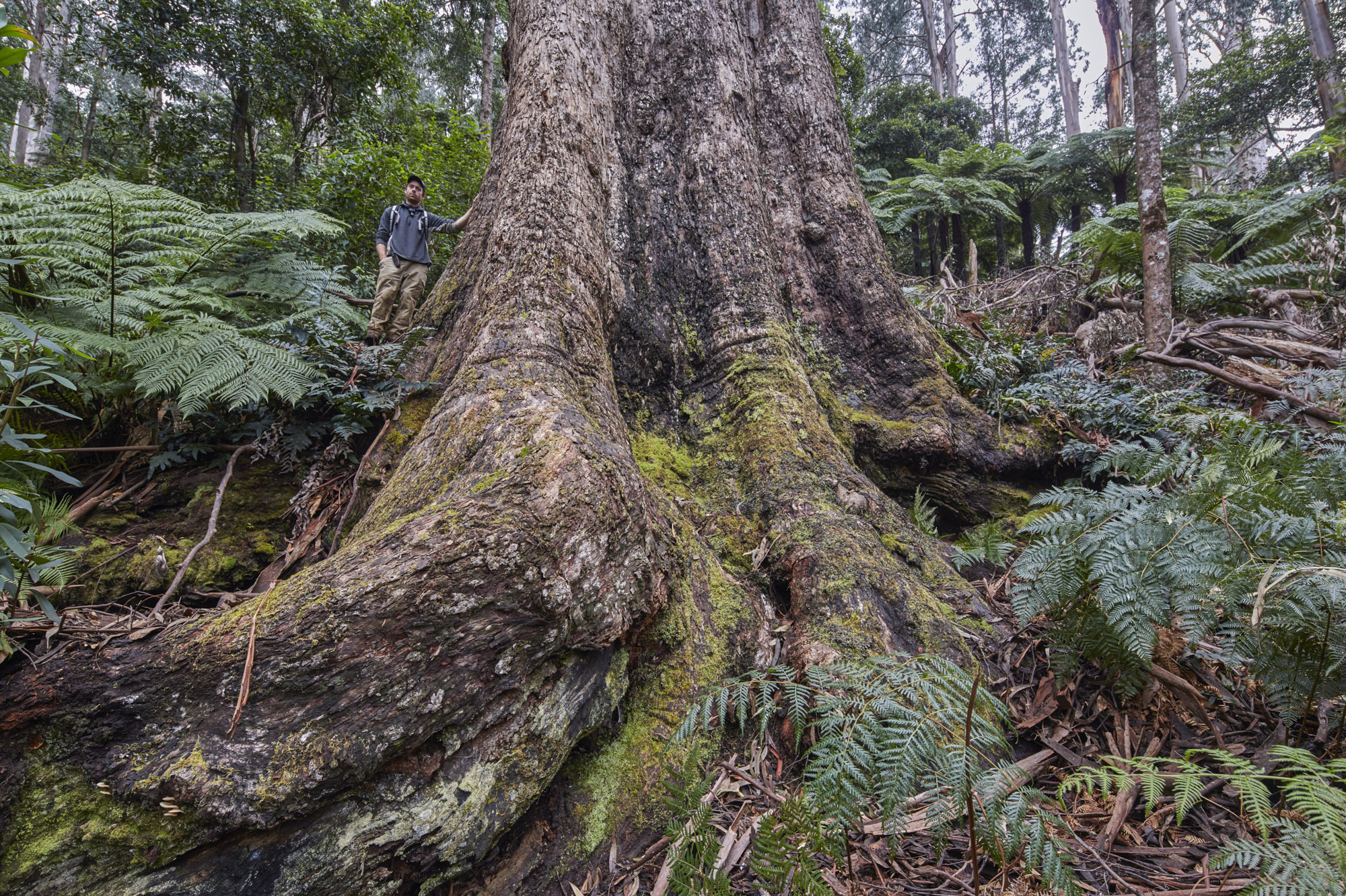 Toolangi Forest Tour - The Wilderness Society