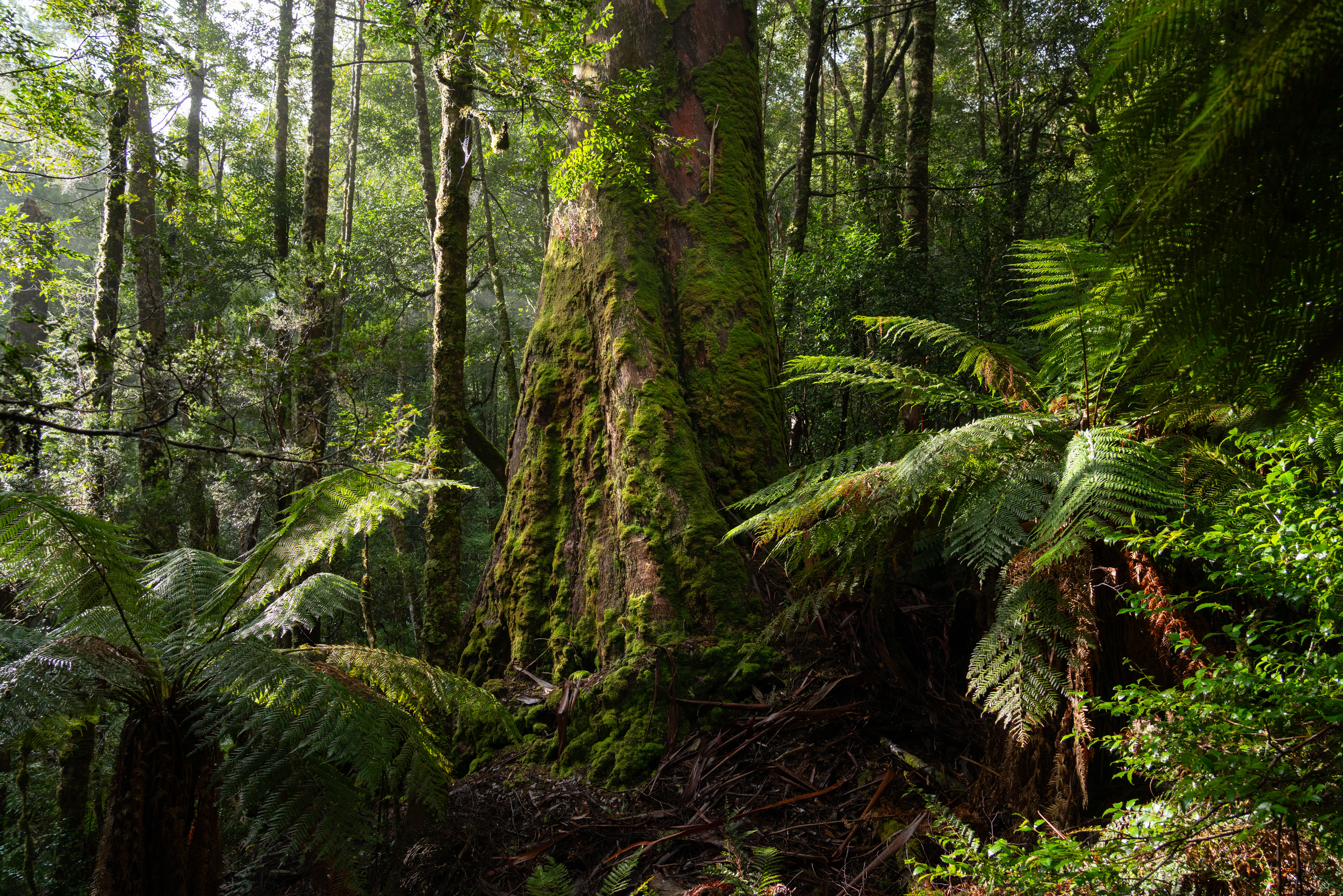 Threatened Forest Open Day - Styx Valley - December - The Wilderness ...