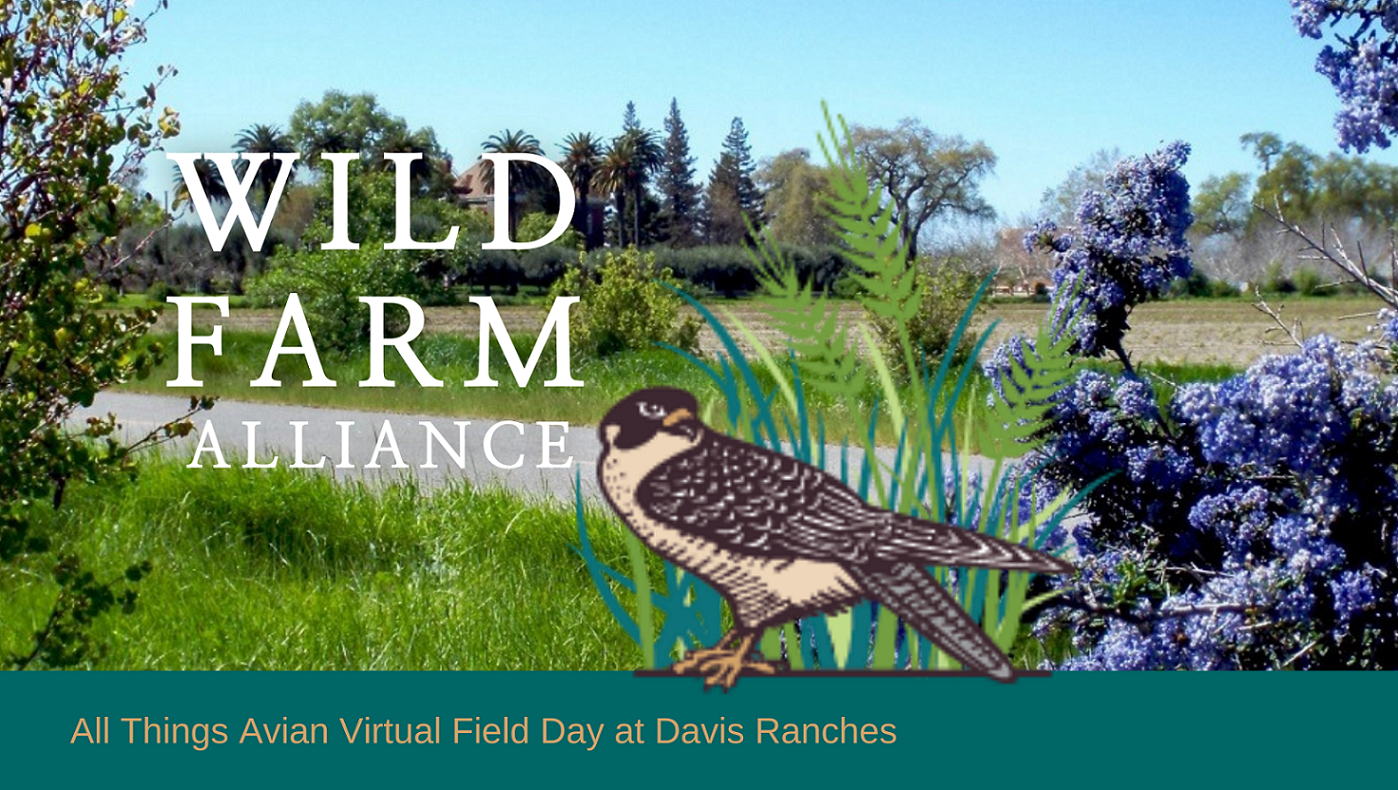 Watch: Virtual Field Day - Davis Ranches - New WFA