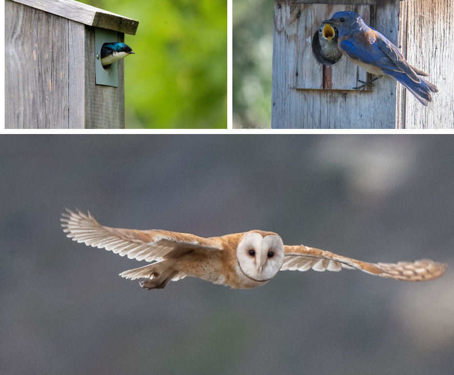 The Role of Birds on the Farm Course: All 10 Lessons