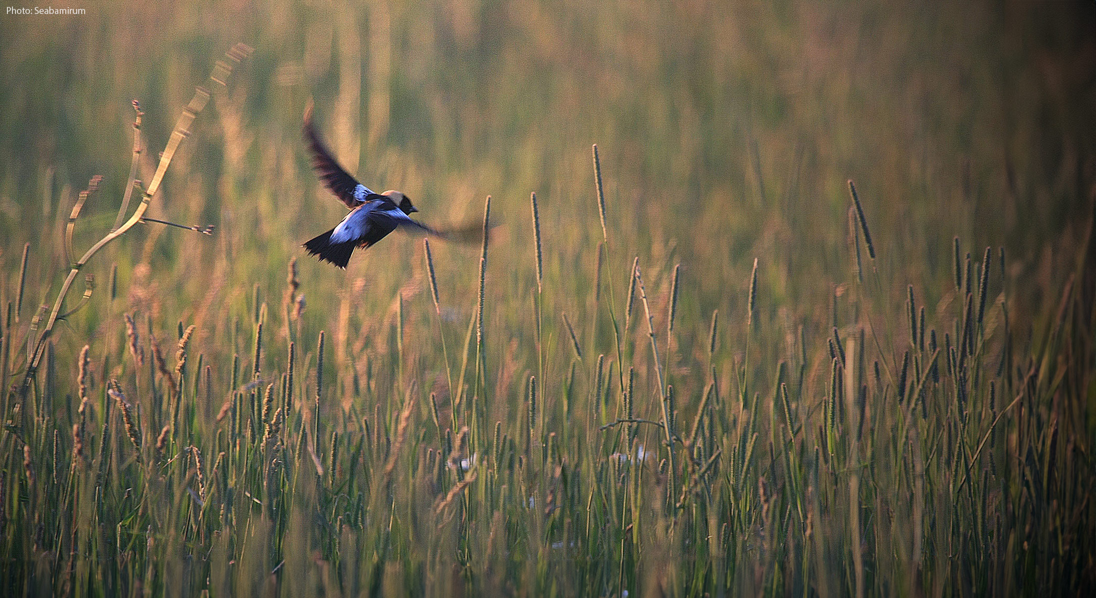 Role of Birds Midwest All 10 - Wild Farm Alliance