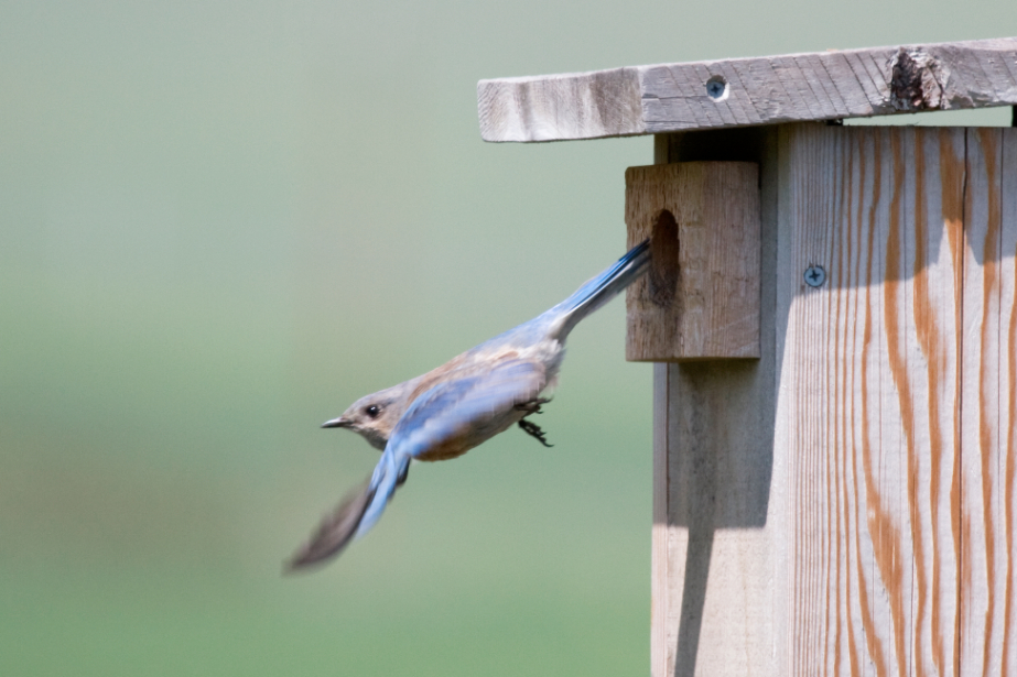 Nest Boxes and Perches on Farms Support Avian Pest Control Services ...