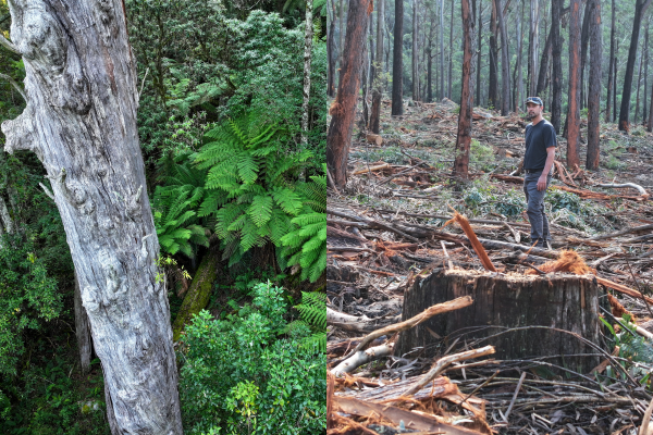 Logging has begun in another glider stronghold - Wilderness Australia