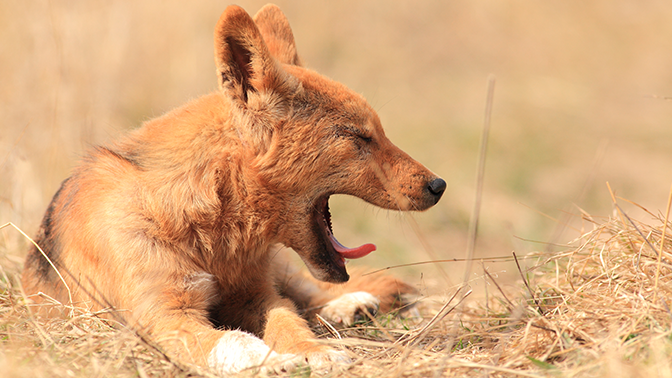 Dingoes control feral animals - Colong Wilderness