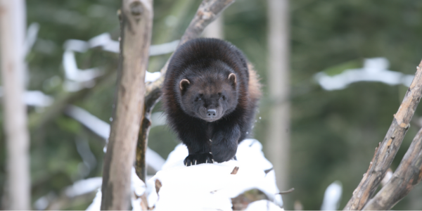 Yellowstone to Yukon Conservation Initiative