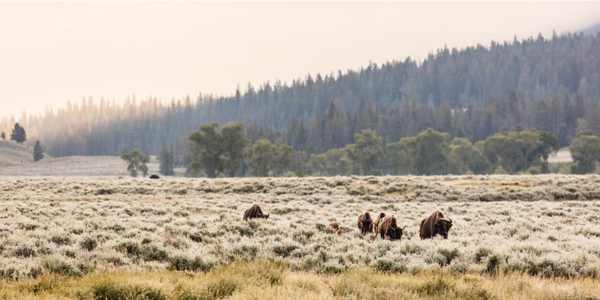 Yellowstone to Yukon Conservation Initiative